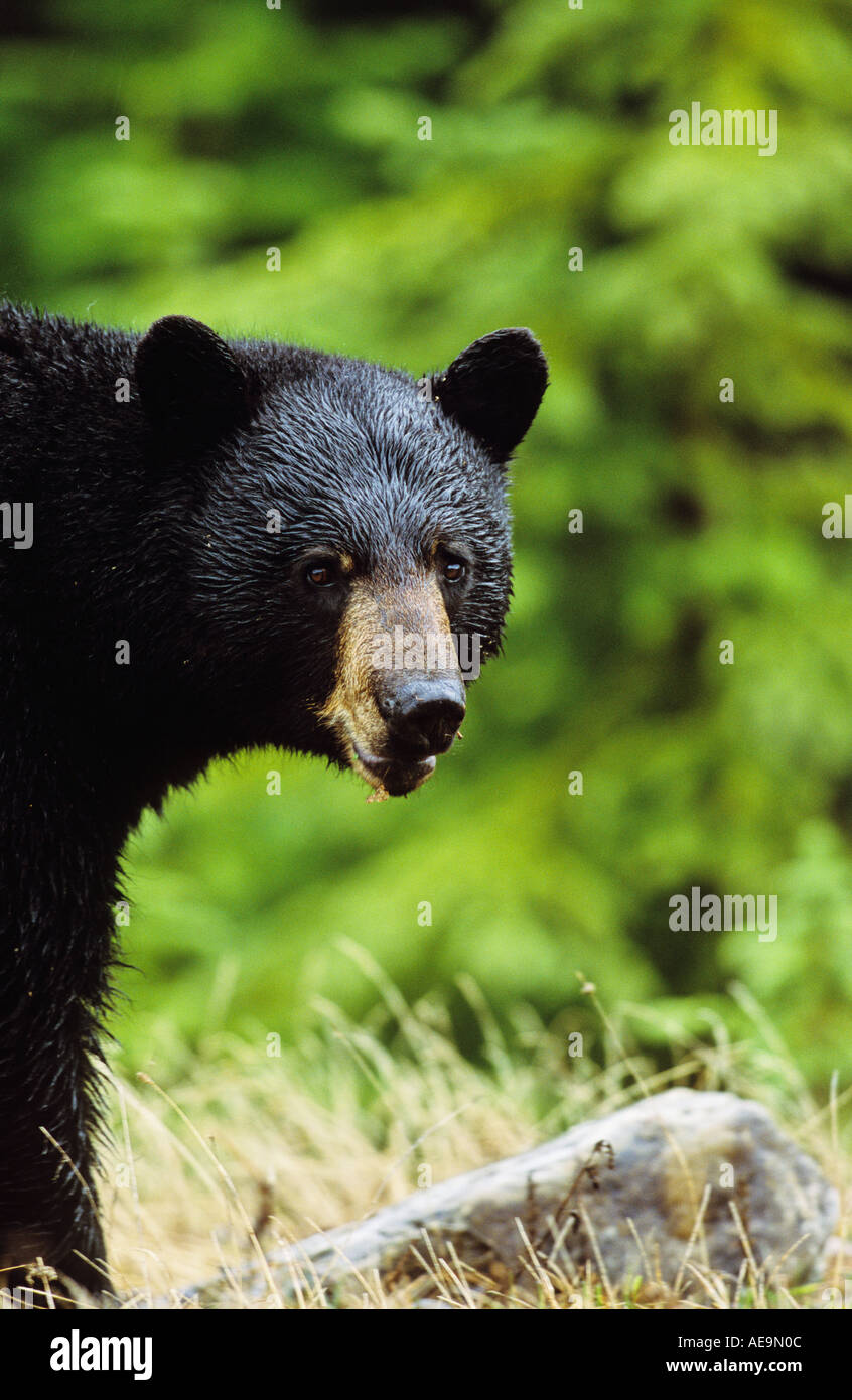 Black bear portrait Stock Photo - Alamy