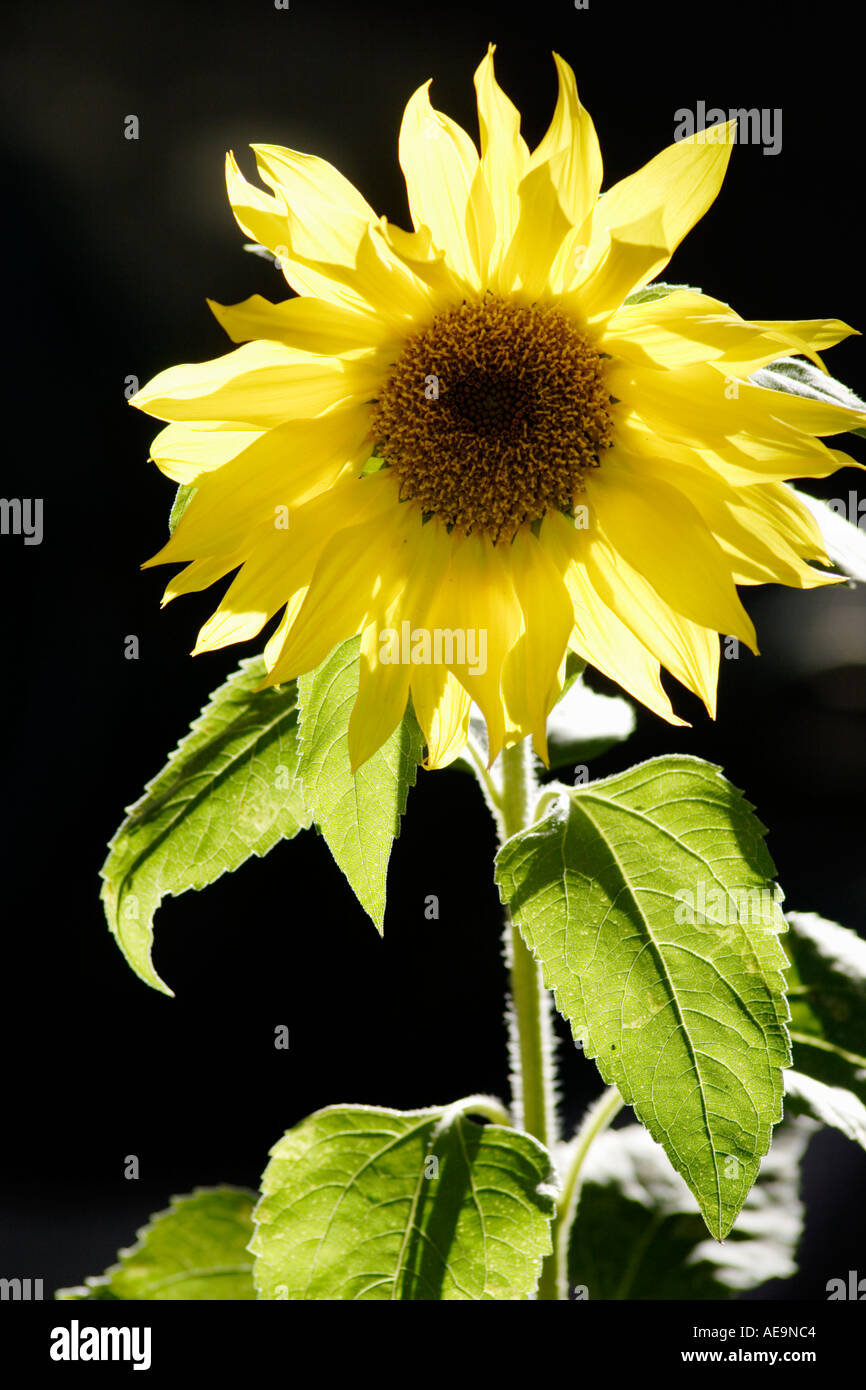 Yellow Disk Sunflower Stock Photo - Alamy