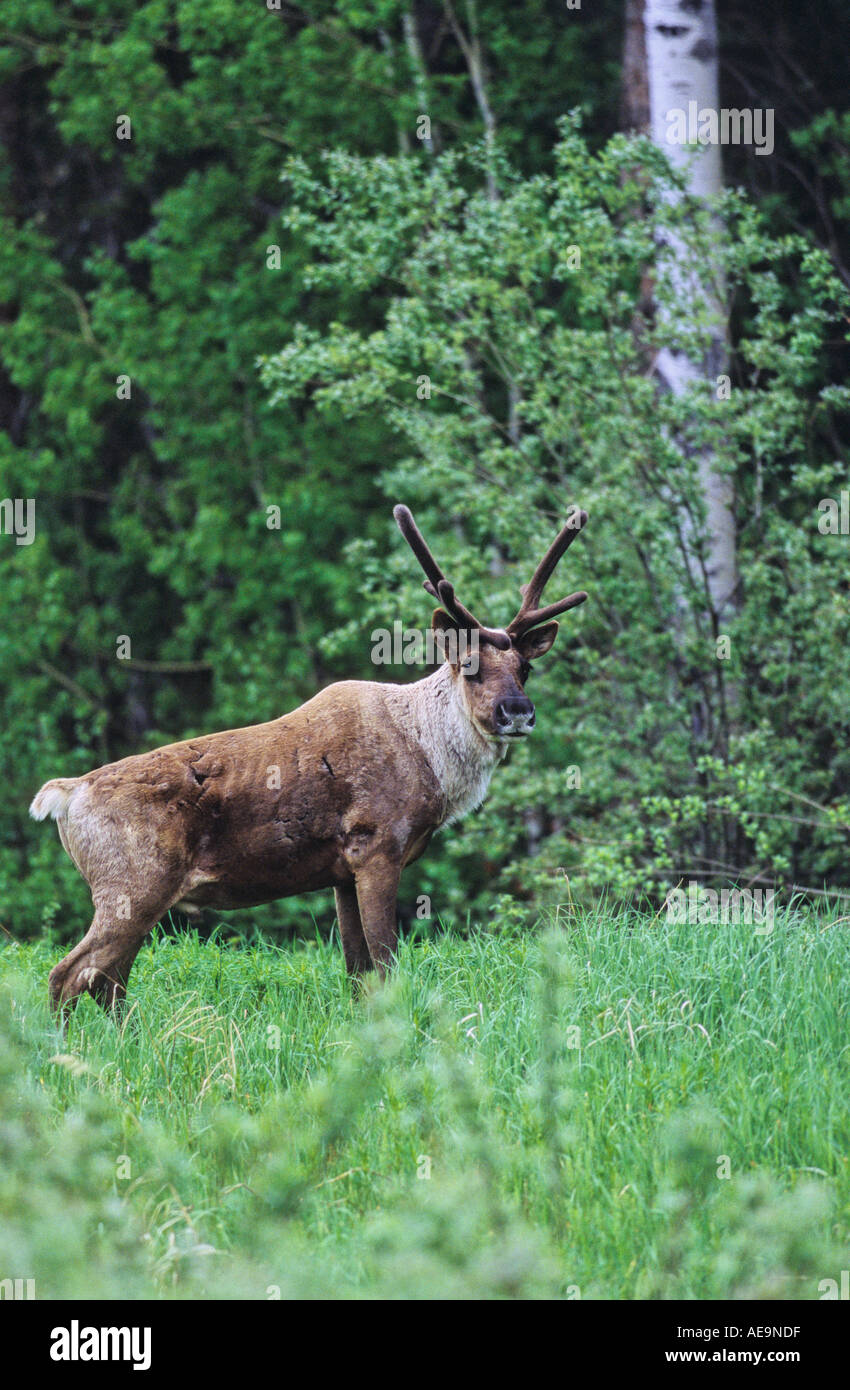 Woodland caribou provincial park canada hi-res stock photography and ...