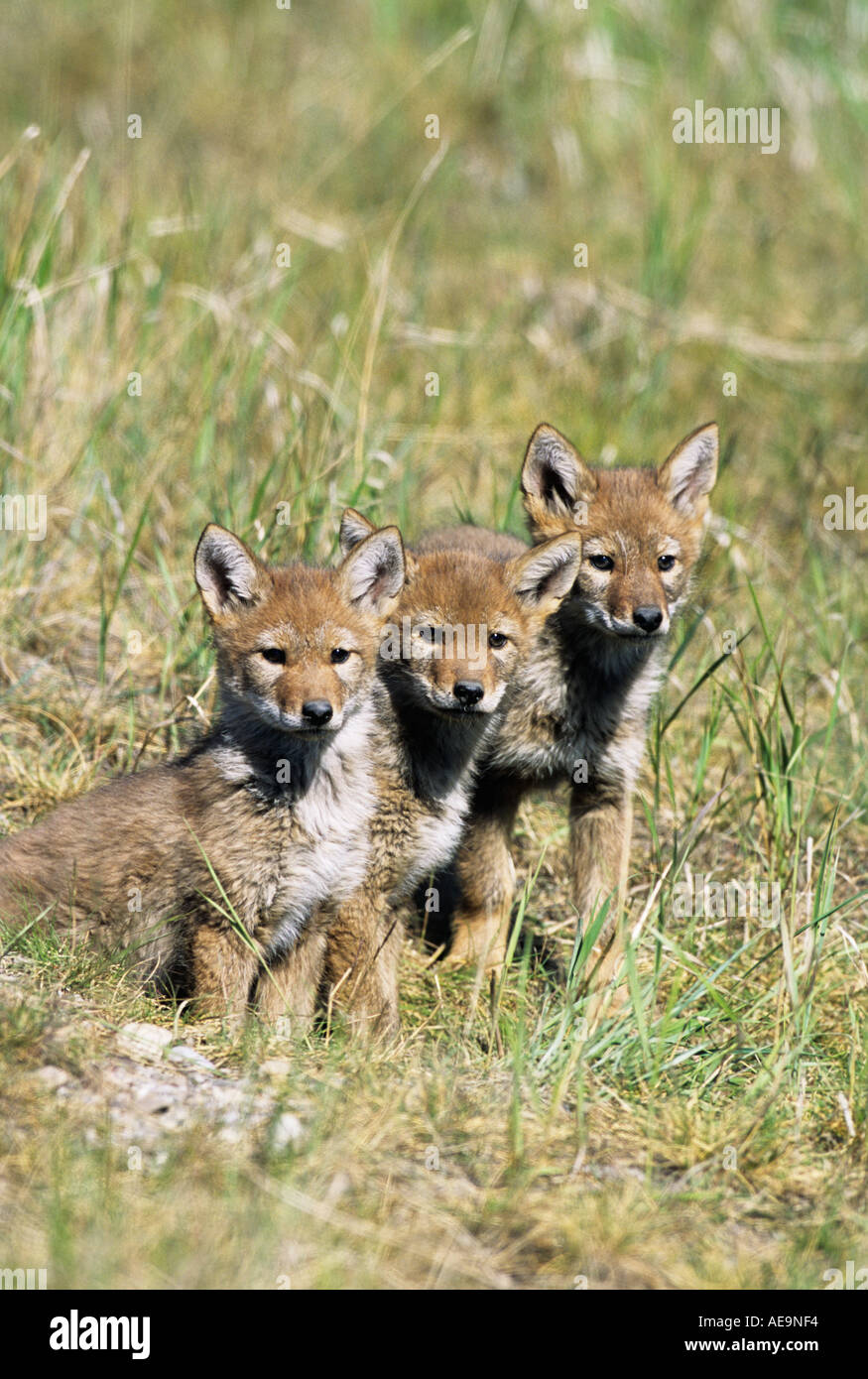 Coyote pups hi-res stock photography and images - Alamy