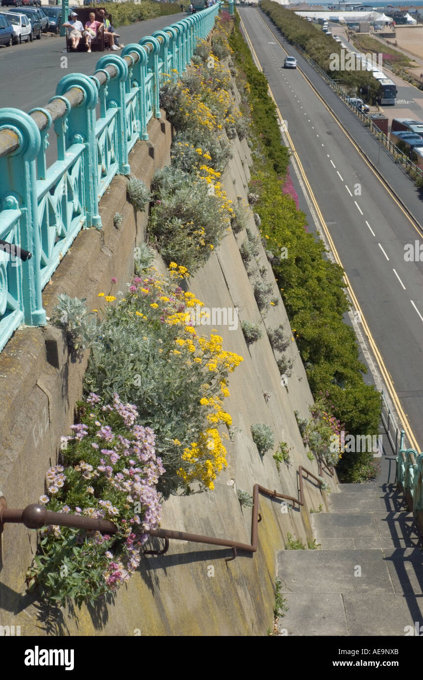 Brighton wild flowers hi-res stock photography and images - Alamy