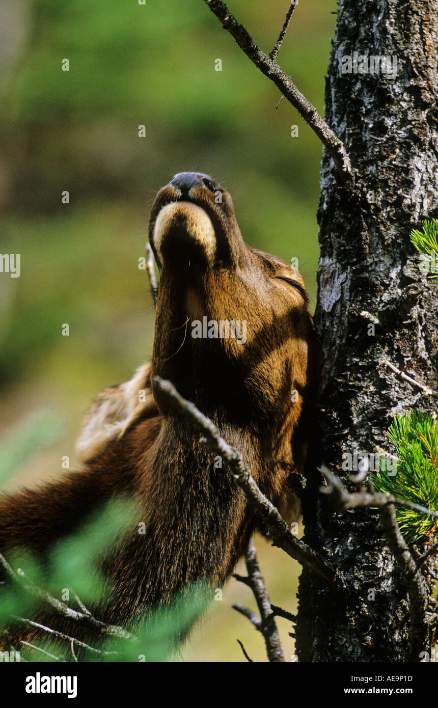Elk rubbing tree hi-res stock photography and images - Alamy