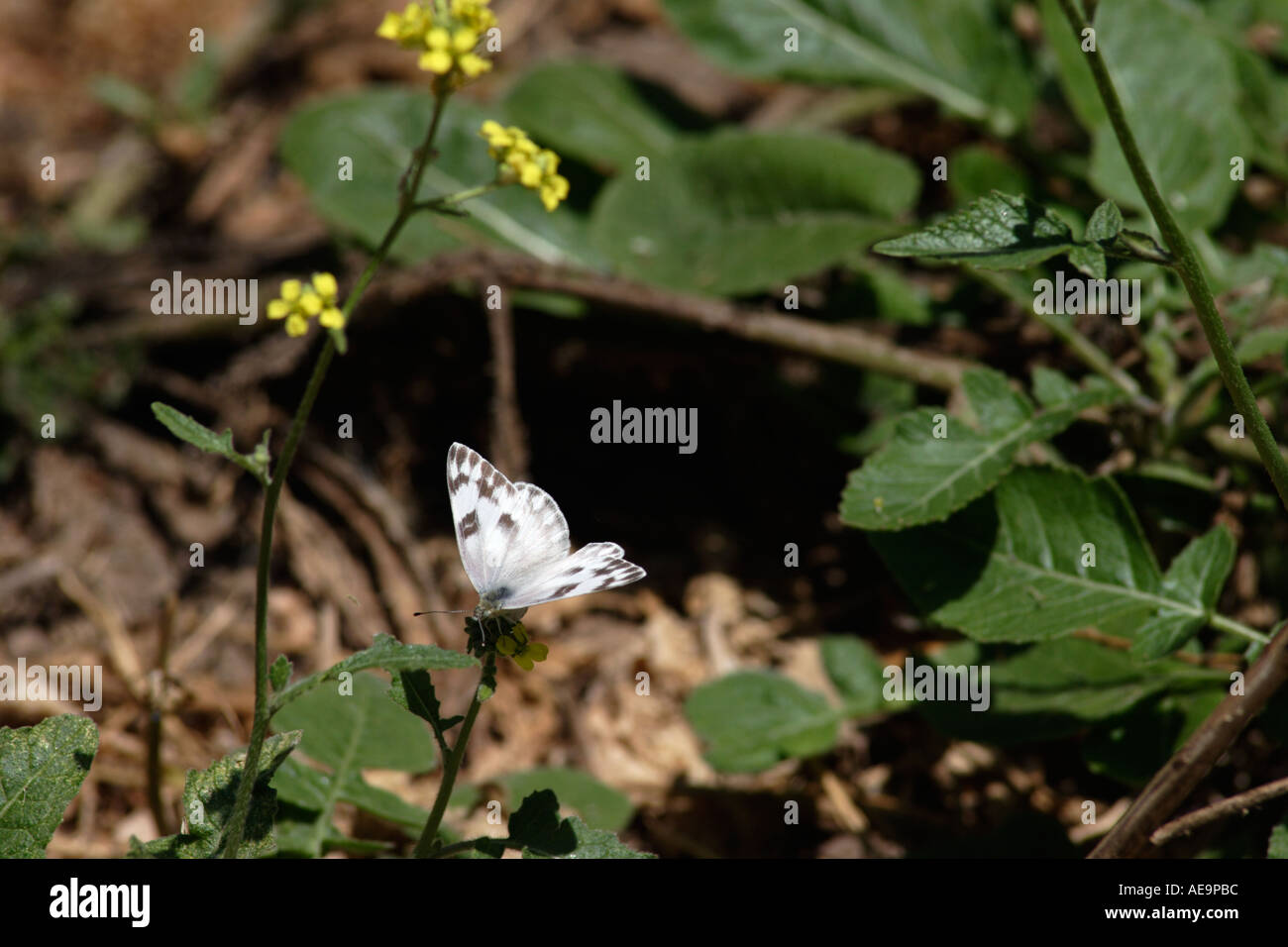 Common white butterfly Stock Photo - Alamy