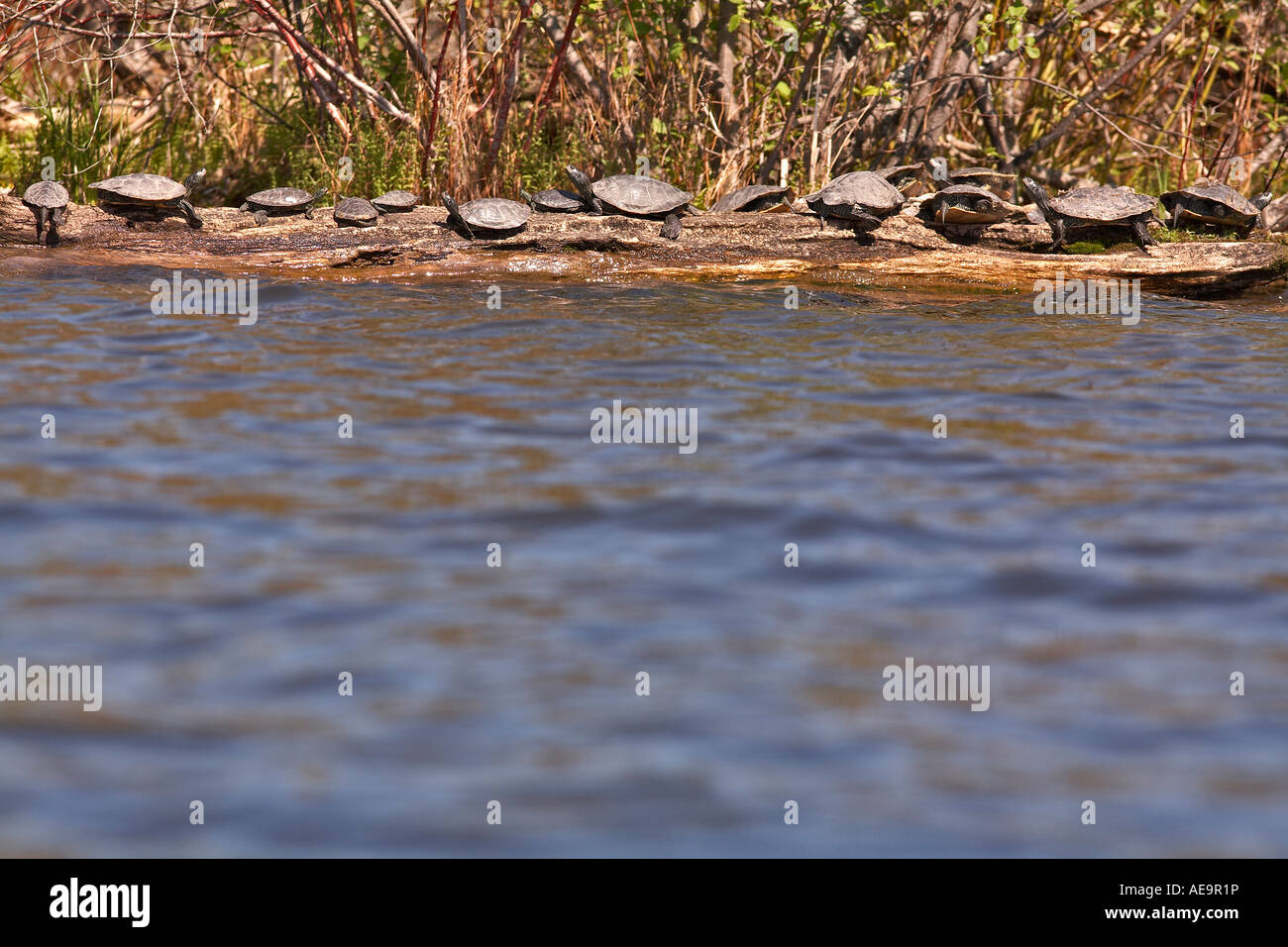 Map turtles hi-res stock photography and images - Alamy