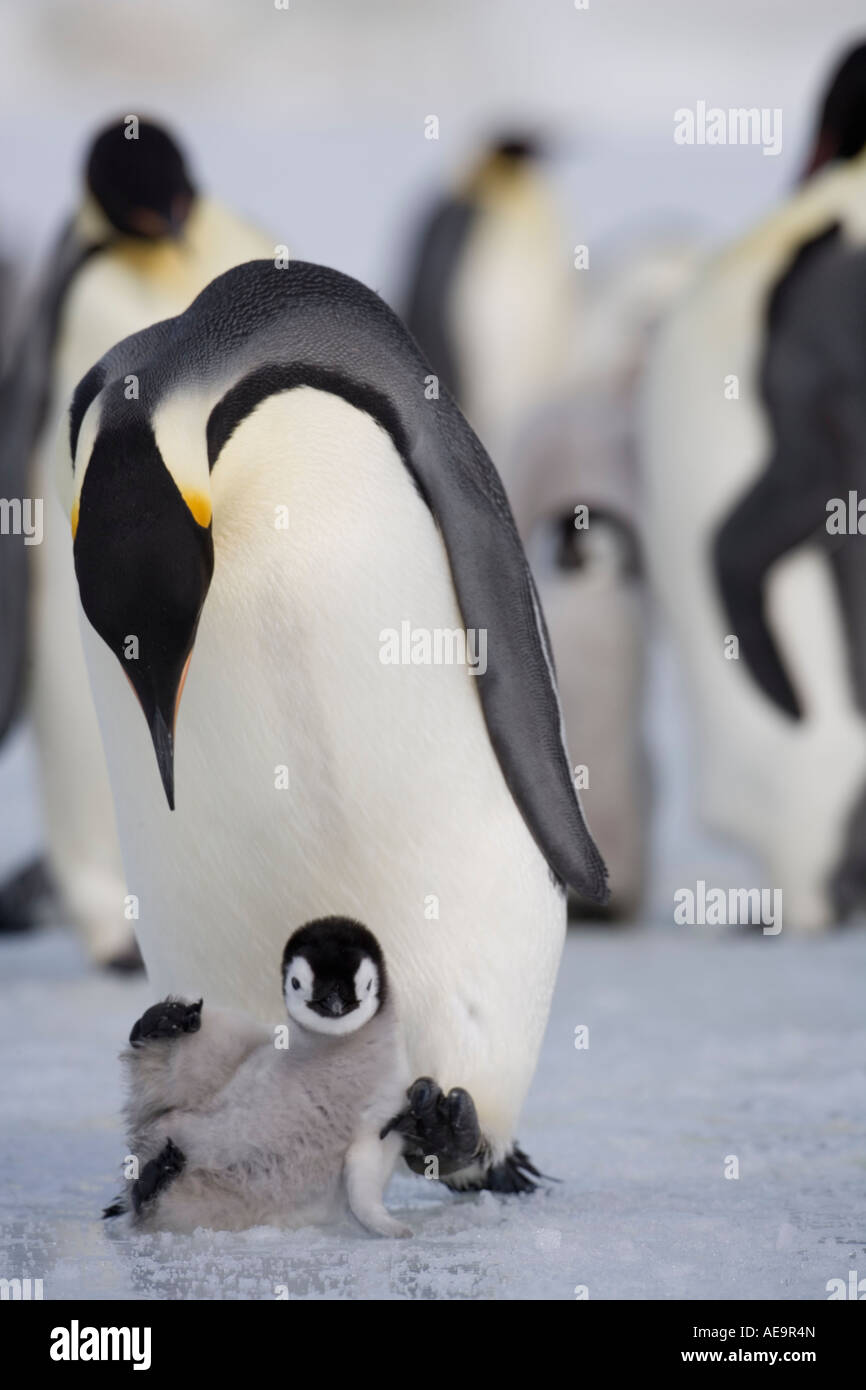 Emperor penguin chick hiding hi-res stock photography and images - Alamy