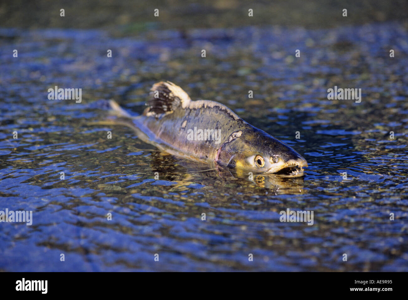 Salmon lifecycle hi-res stock photography and images - Alamy