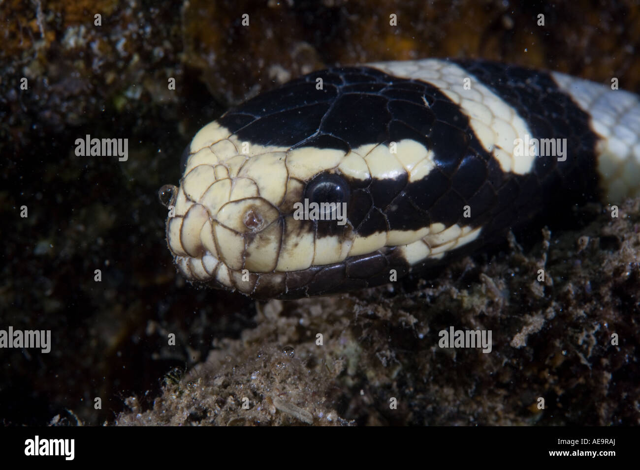 A Banded krait, Laticauda colubrina, one of the most venomous reptiles ...