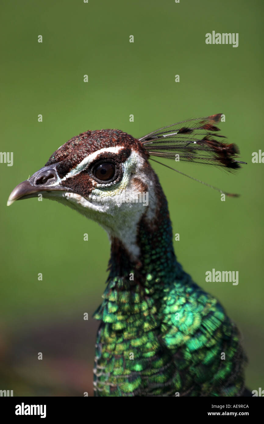Portrait of peacock hi-res stock photography and images - Alamy