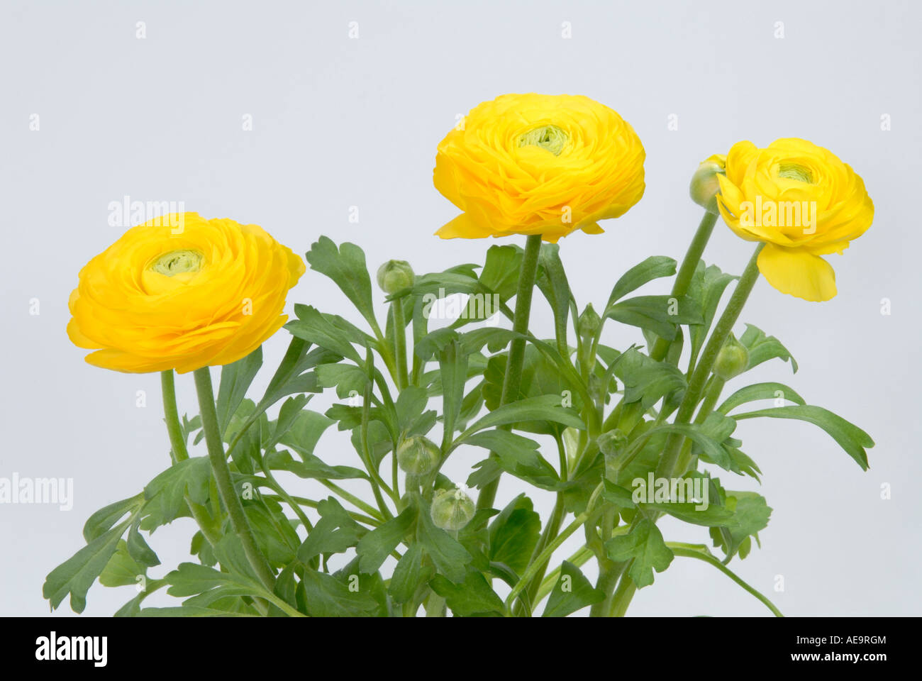 Turban Ranunculus, Persian Buttercup (Ranunculus asiaticus hybrid ...