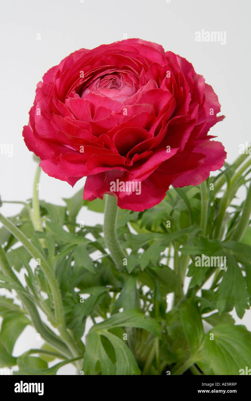 Turban Ranunculus, Persian Buttercup (Ranunculus asiaticus hybrid), red ...