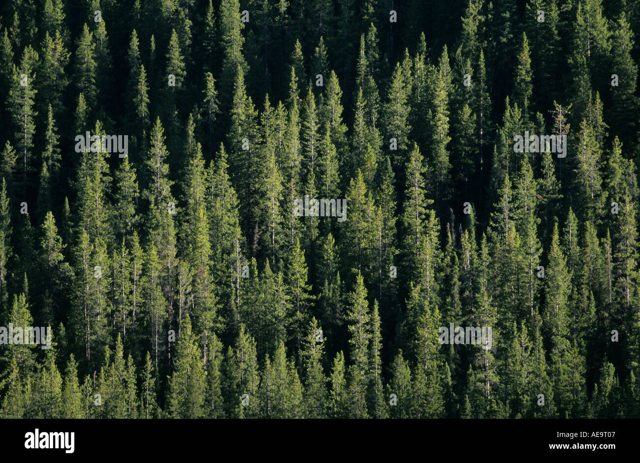 Lodgepole pine forest hi-res stock photography and images - Alamy