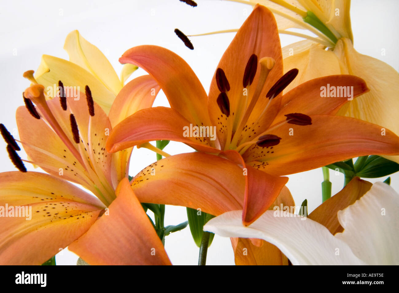 yellow lilly single flower petals showing with stamen against white ...