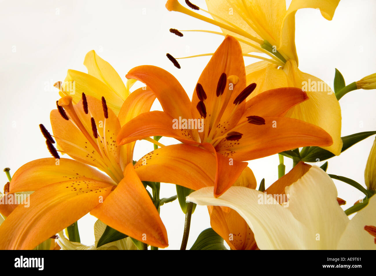 yellow lilly single flower petals showing with stamen against white ...
