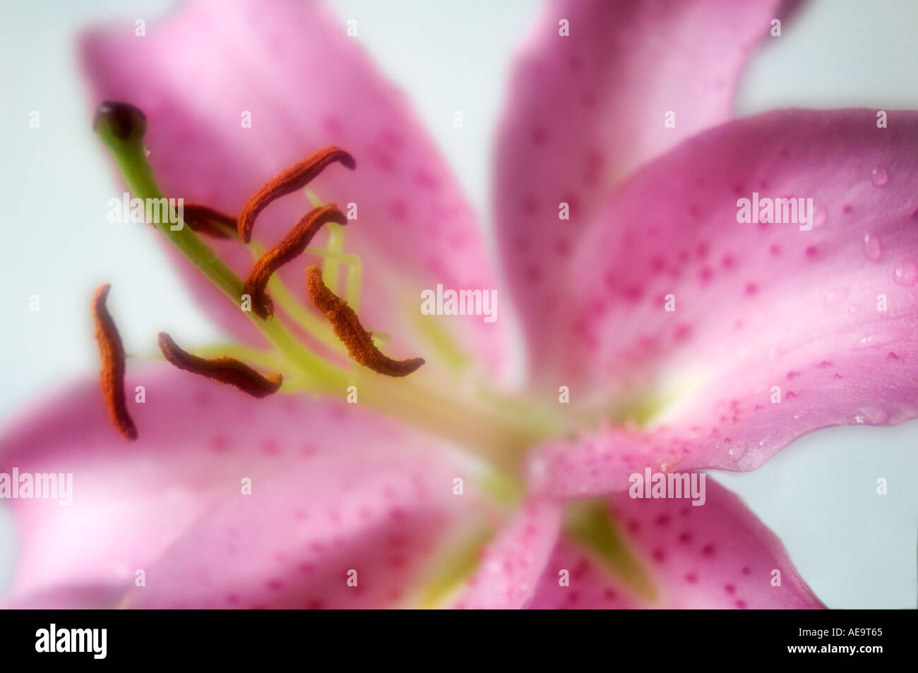 yellow lilly single flower petals showing with stamen against white ...