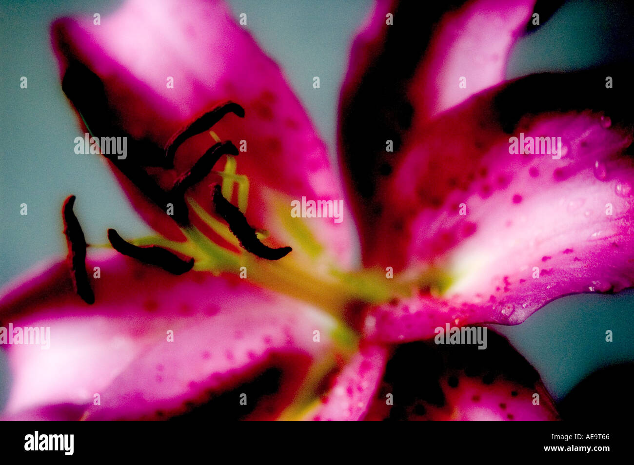 yellow lilly single flower petals showing with stamen against white ...