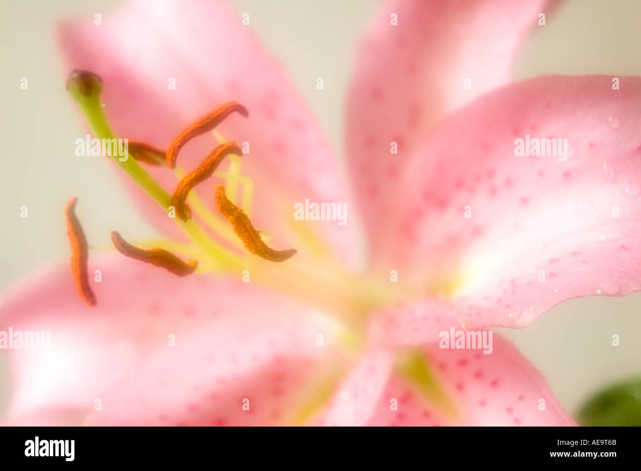 yellow lilly single flower petals showing with stamen against white ...