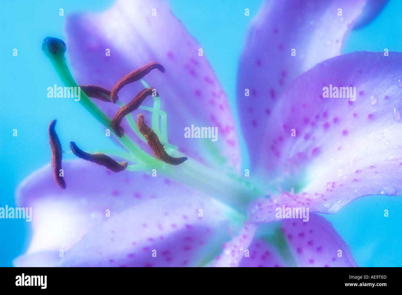 yellow lilly single flower petals showing with stamen against white ...