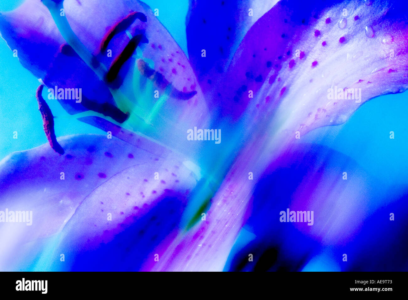 yellow lilly single flower petals showing with stamen against white ...