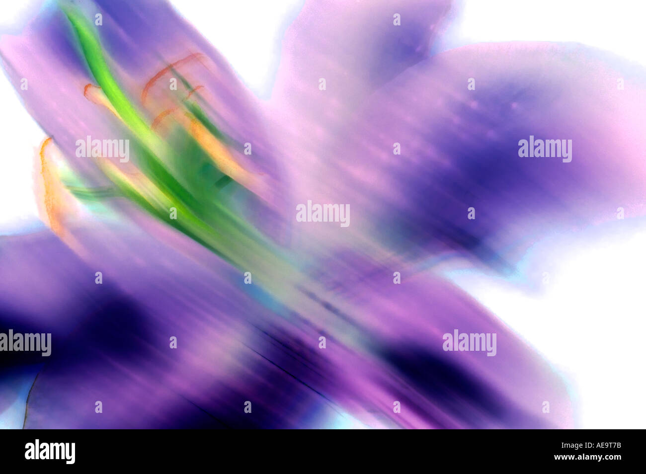 yellow lilly single flower petals showing with stamen against white ...