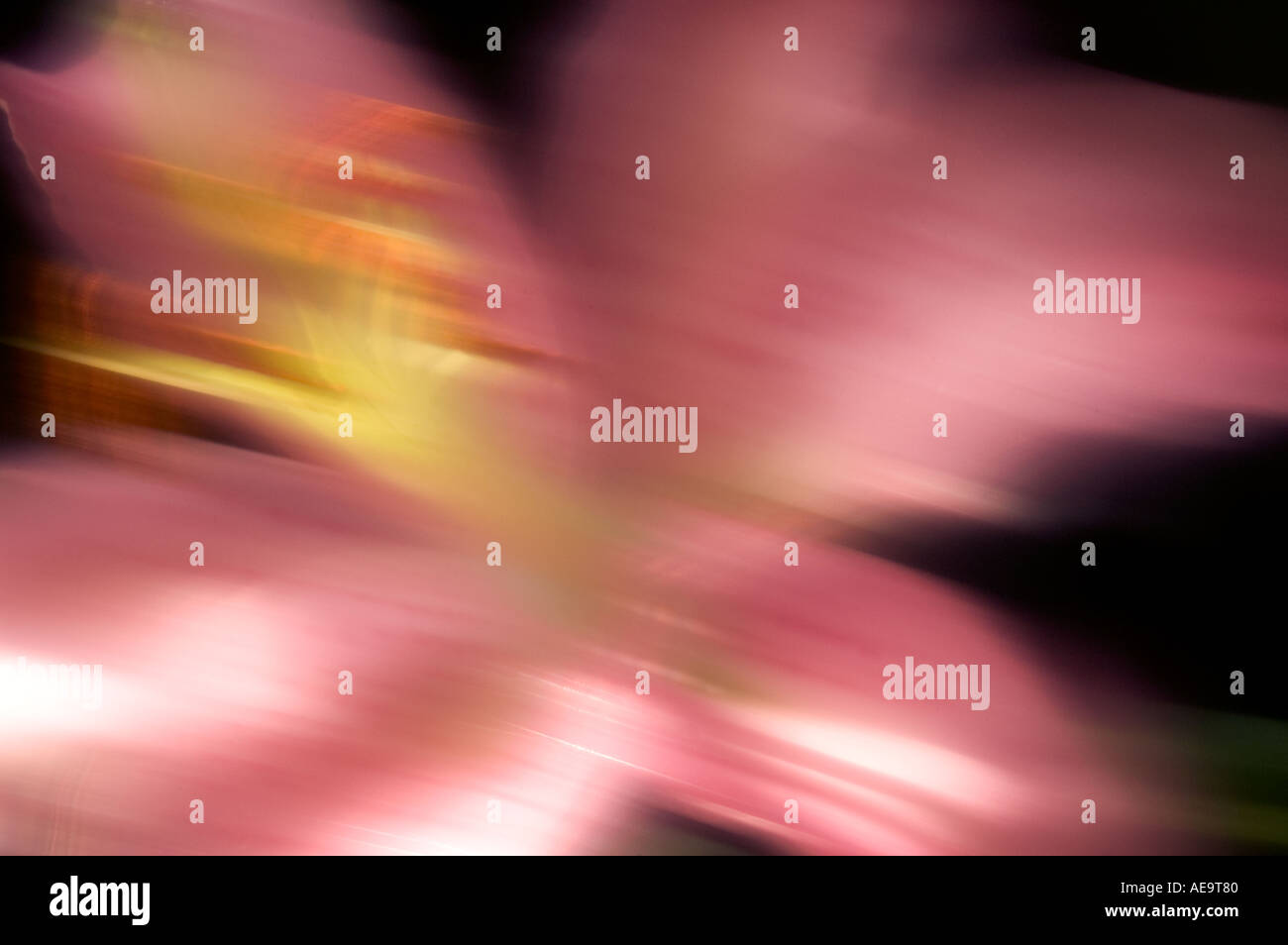 yellow lilly single flower petals showing with stamen against white ...