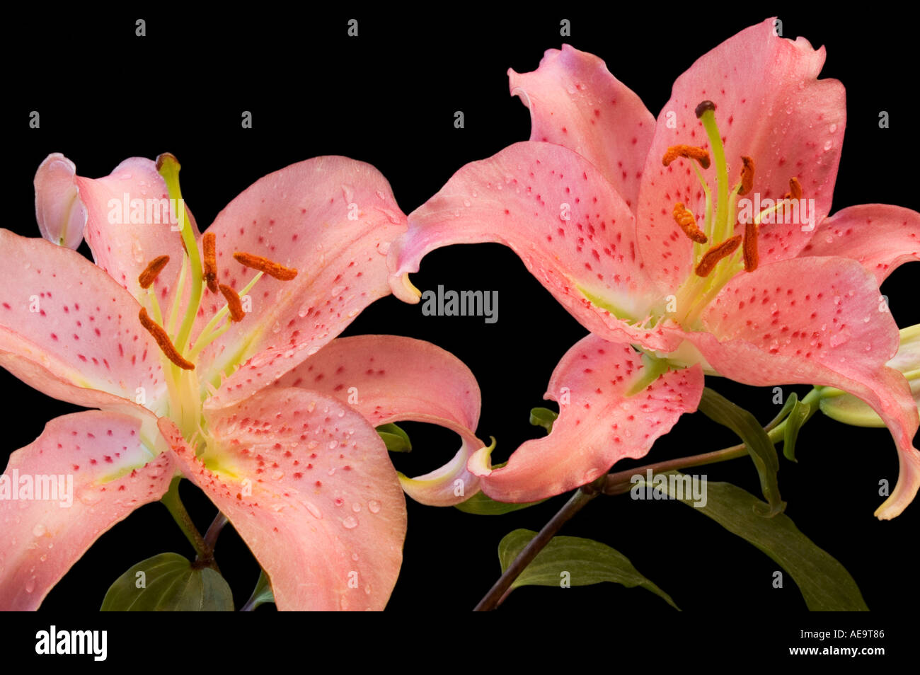 yellow lilly single flower petals showing with stamen against white ...