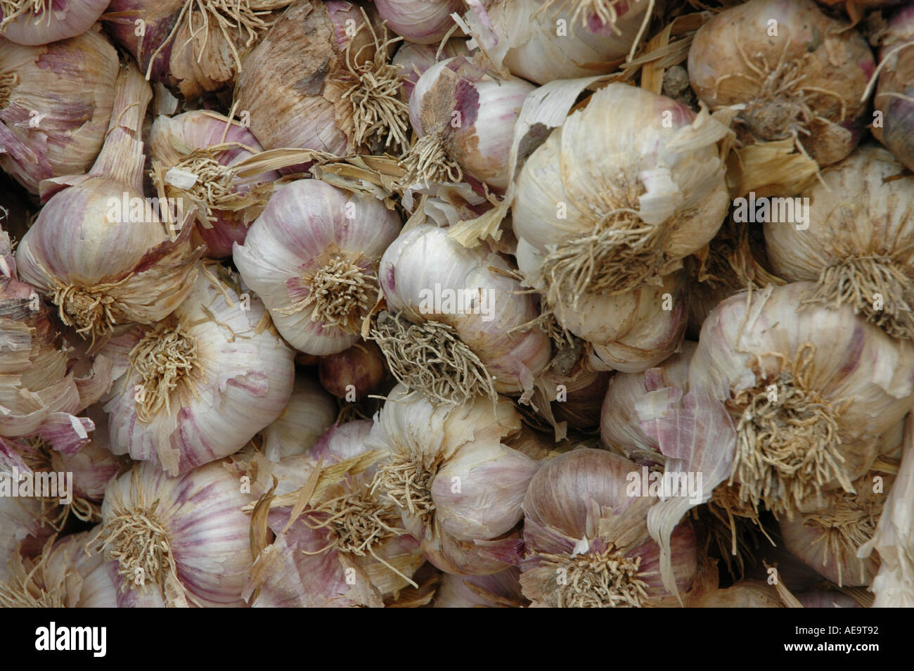 French garlic in a market in Carcassonne Stock Photo - Alamy