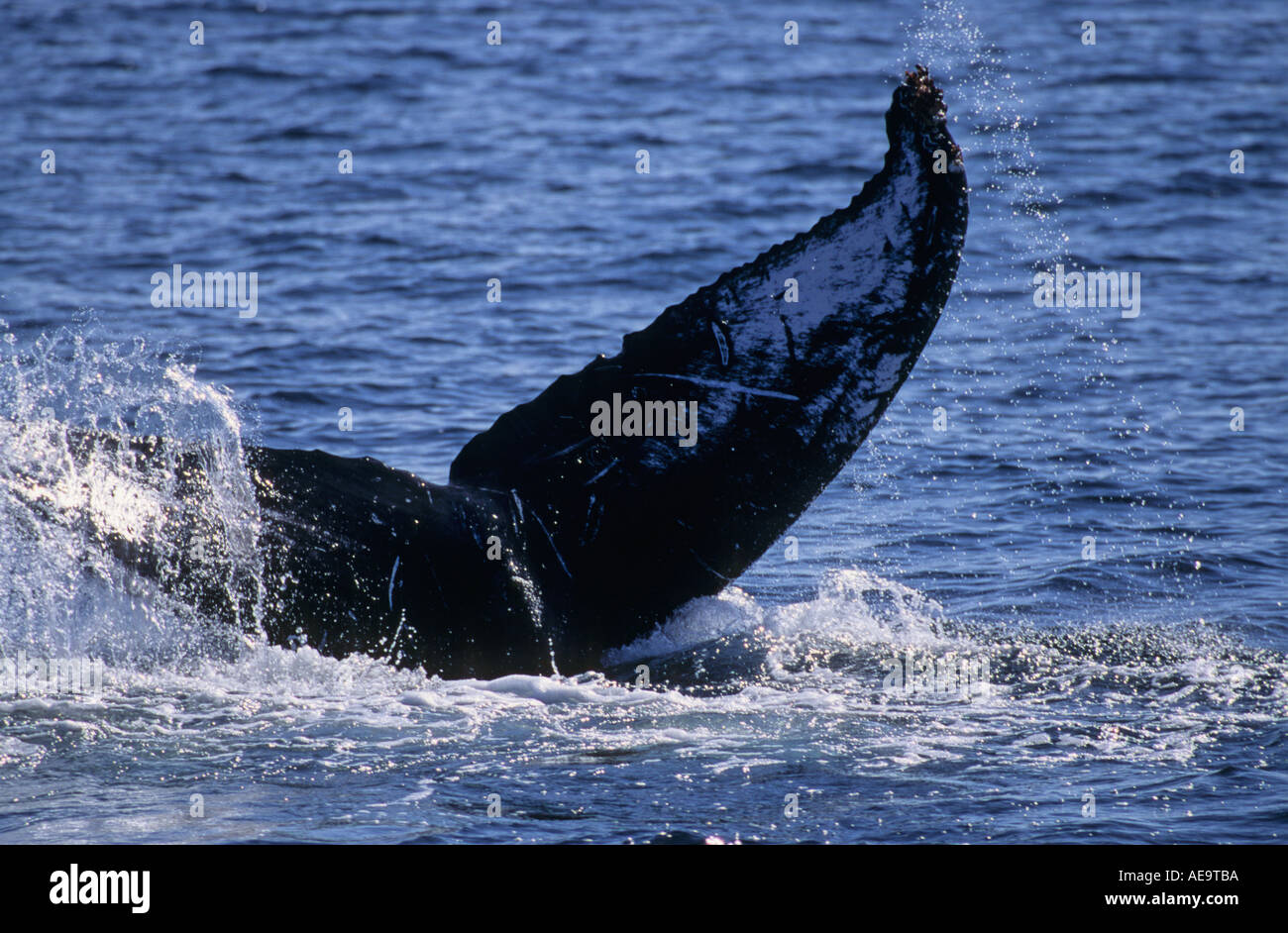 Tail slapping behaviour hi-res stock photography and images - Alamy