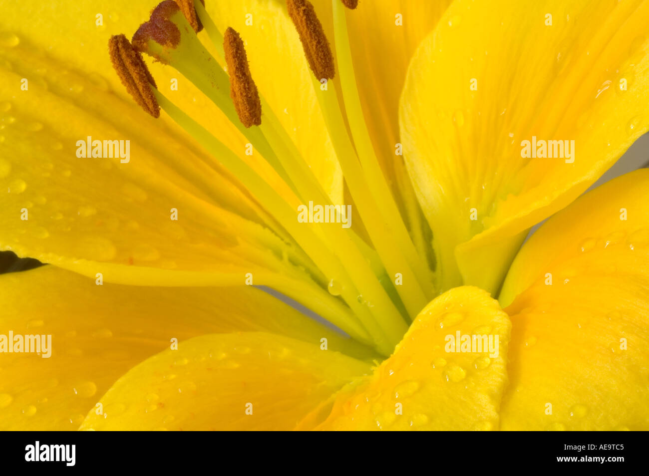 yellow lilly single flower petals showing with stamen against white ...