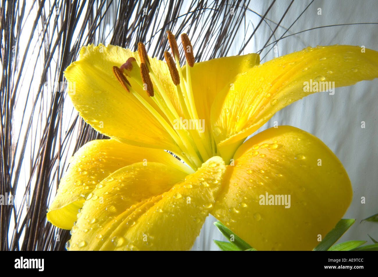 yellow lilly single flower petals showing with stamen against white ...