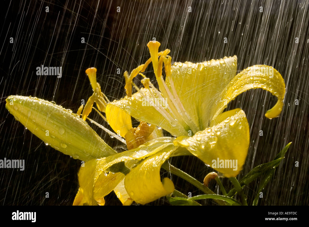 yellow lilly single flower petals showing with stamen against white ...