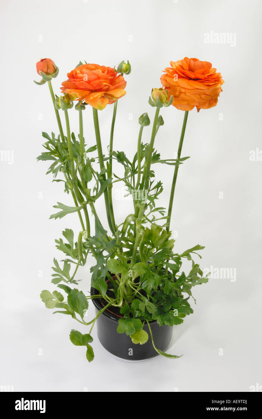 Turban Ranunculus, Persian Buttercup (Ranunculus asiaticus hybrid ...