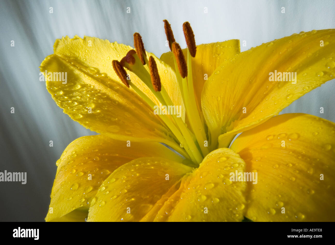 yellow lilly single flower petals showing with stamen against white ...