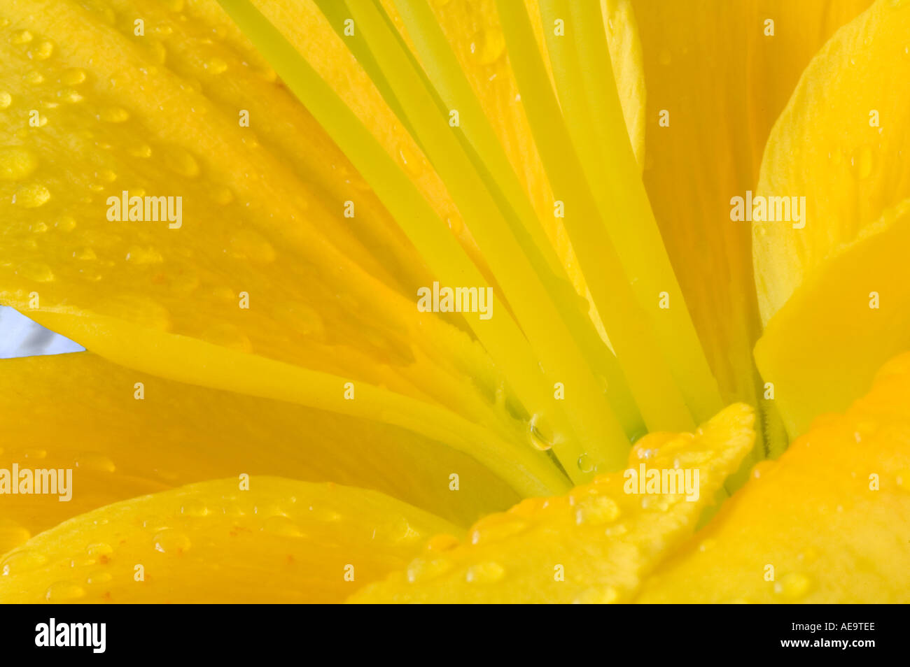 yellow lilly single flower petals showing with stamen against white ...