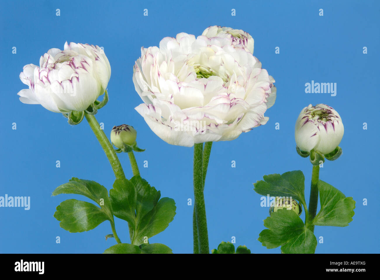 Turban Ranunculus, Persian Buttercup (Ranunculus asiaticus hybrid ...