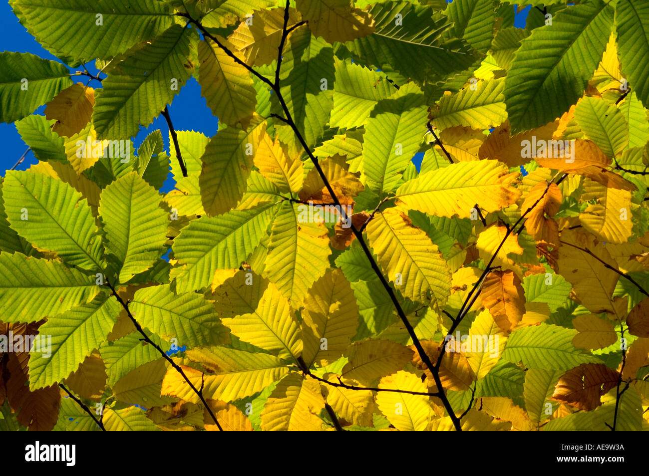 autum fall trees forest leaves detail keston wood kent england uk ...