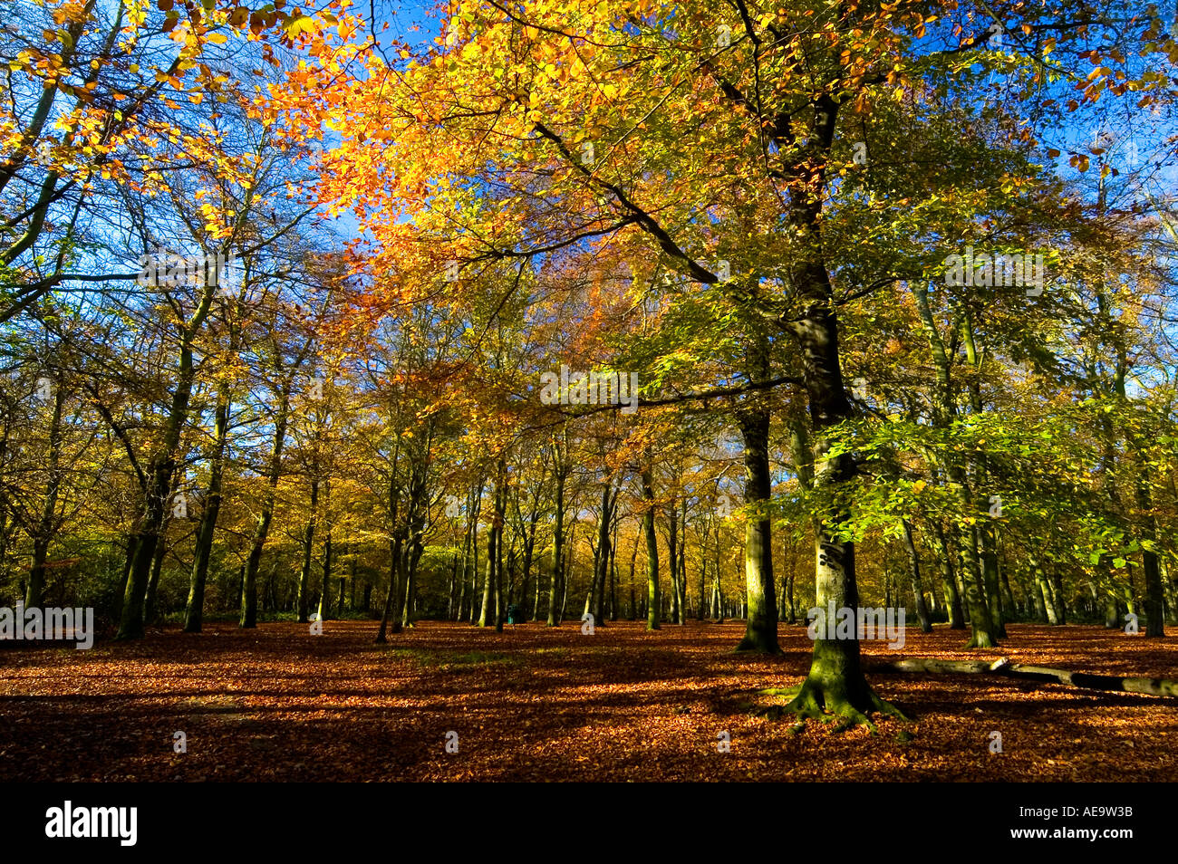 autum fall trees forest leaves detail keston wood kent england uk ...