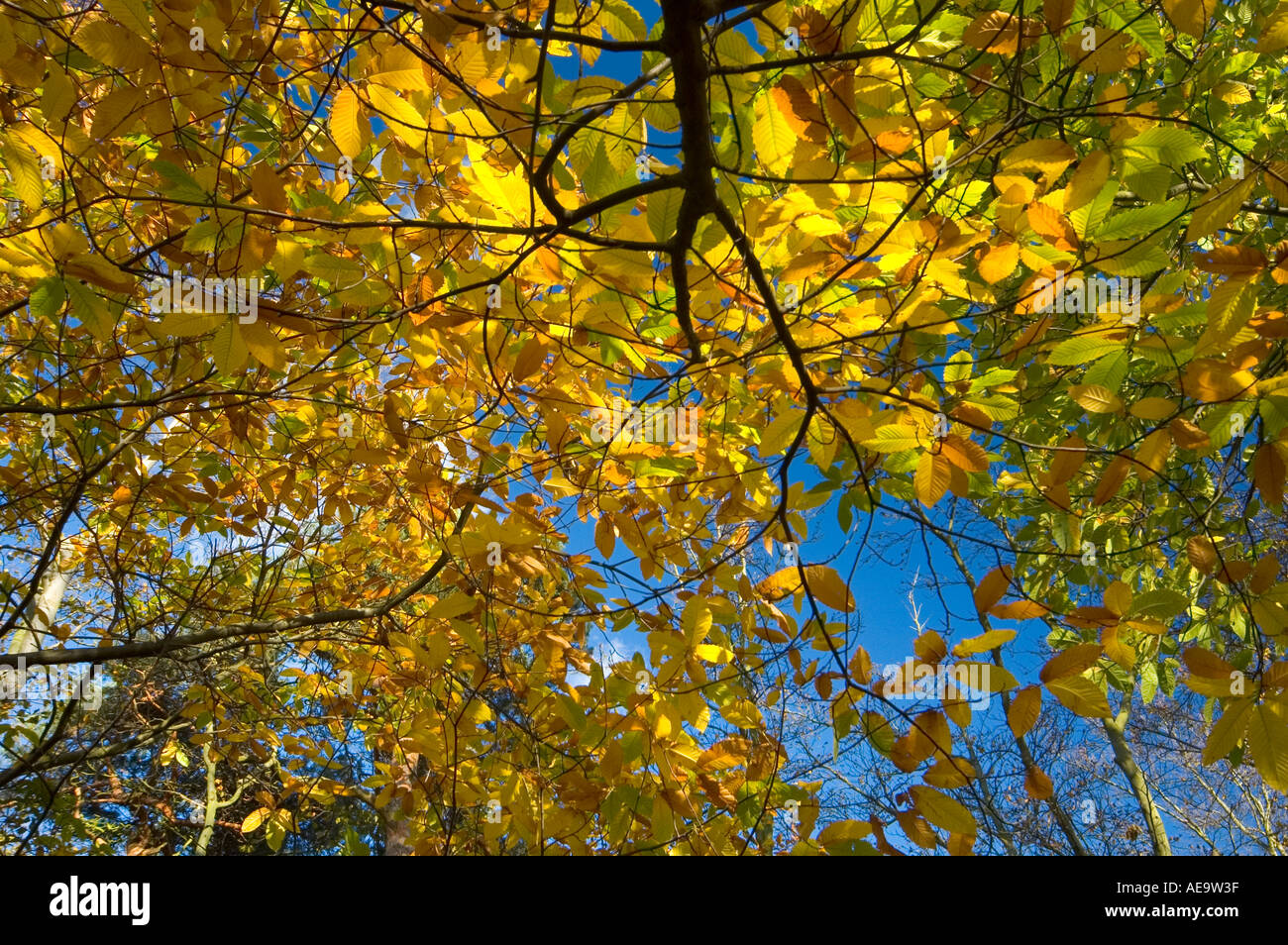 autum fall trees forest leaves detail keston wood kent england uk ...