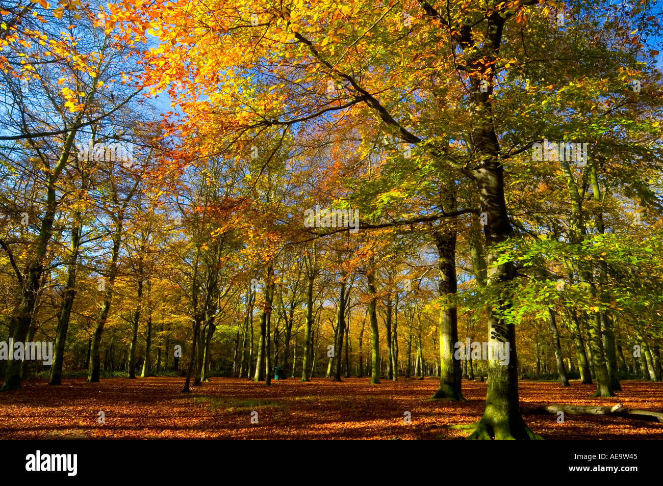 autum fall trees forest leaves detail keston wood kent england uk ...