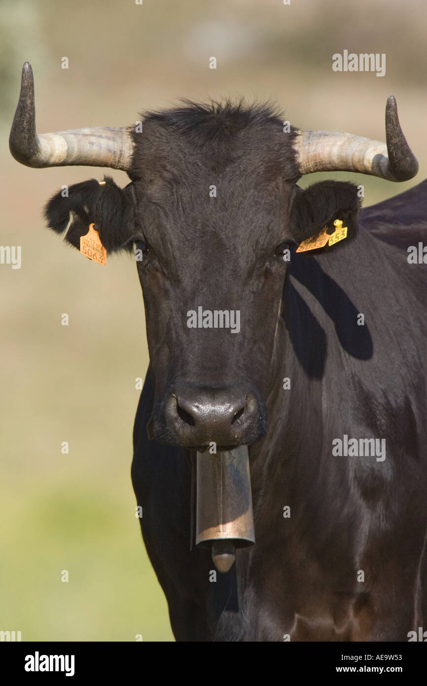 Spanish fighting bull portrait, Colmanar, Spain Stock Photo - Alamy