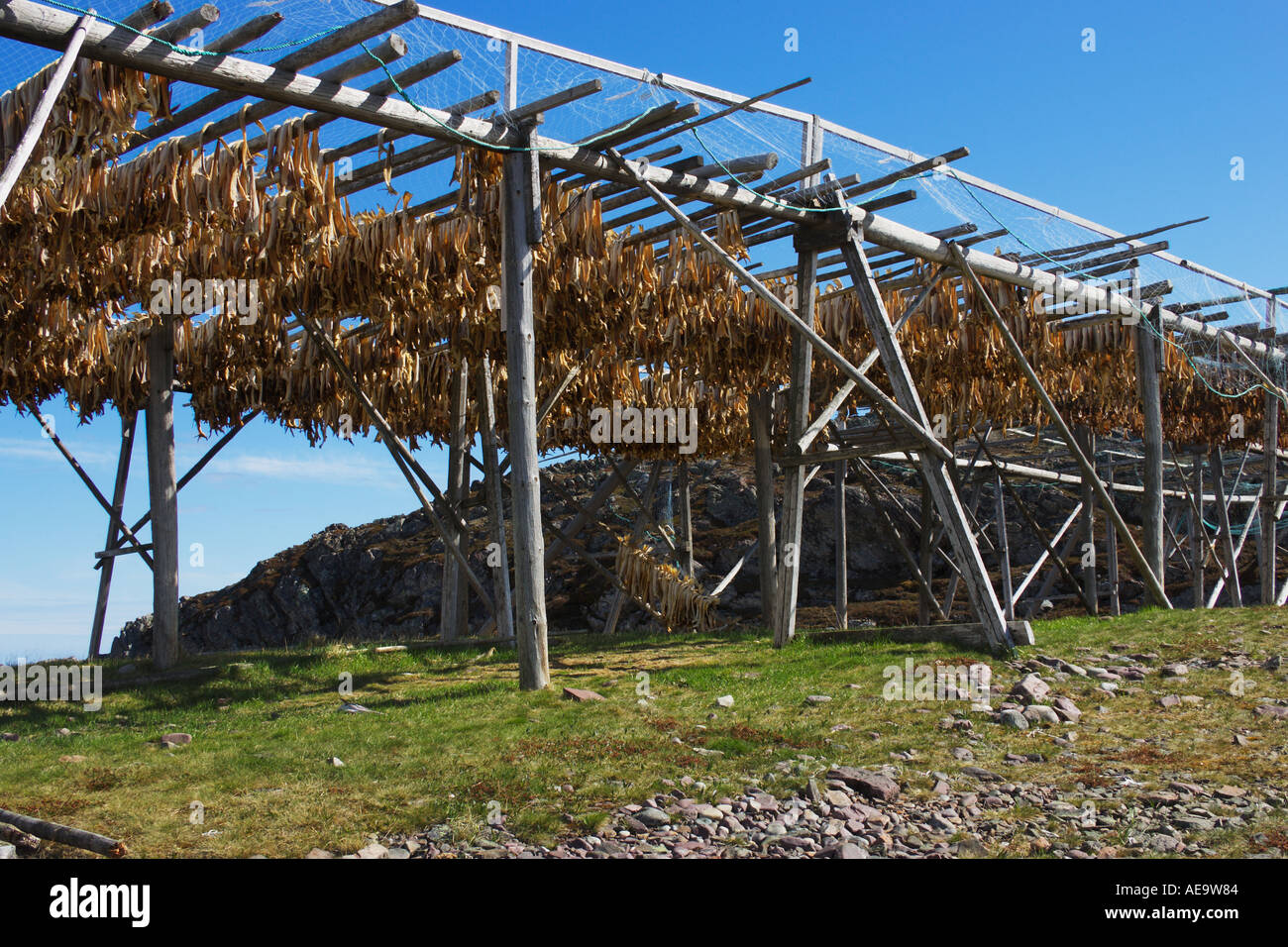 Fish drying on frame hi-res stock photography and images - Alamy