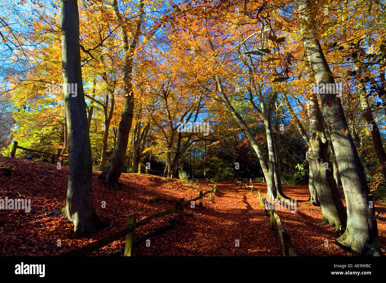 autum fall trees forest leaves detail keston wood kent england uk ...