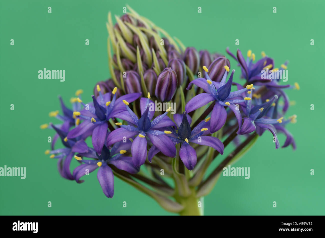 Scilla Peruviana Giant Scilla flower Stock Photo - Alamy