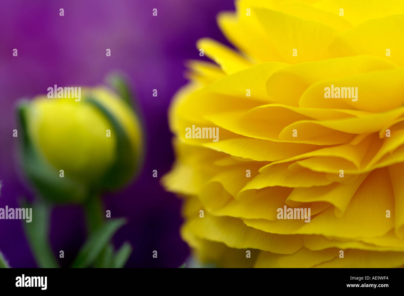 Ranunculus Bloomingdale Persian buttercup flower Stock Photo - Alamy