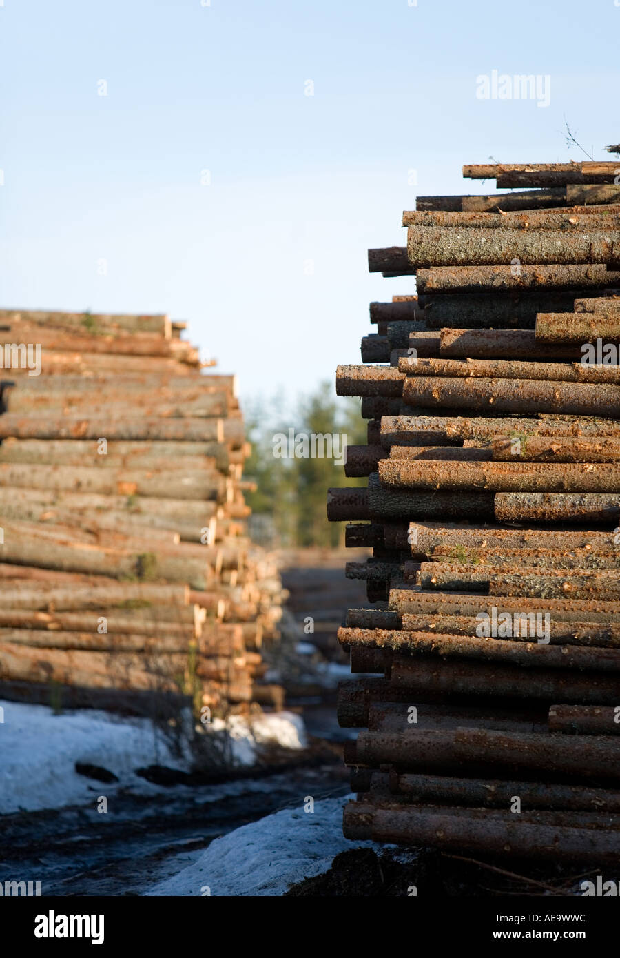 Spruce ( picea abies ) log piles in a log depot , Finland Stock Photo ...