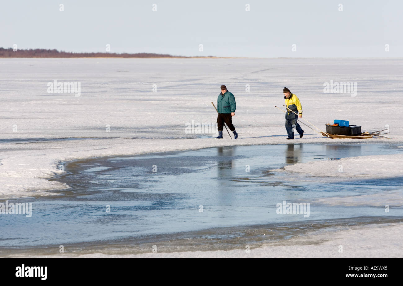 Fishermen walking on melting sea ice at early spring and pulling a ...