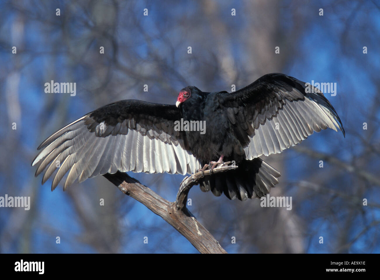 Turkey Vulture sunbathing, DE, USA Stock Photo - Alamy