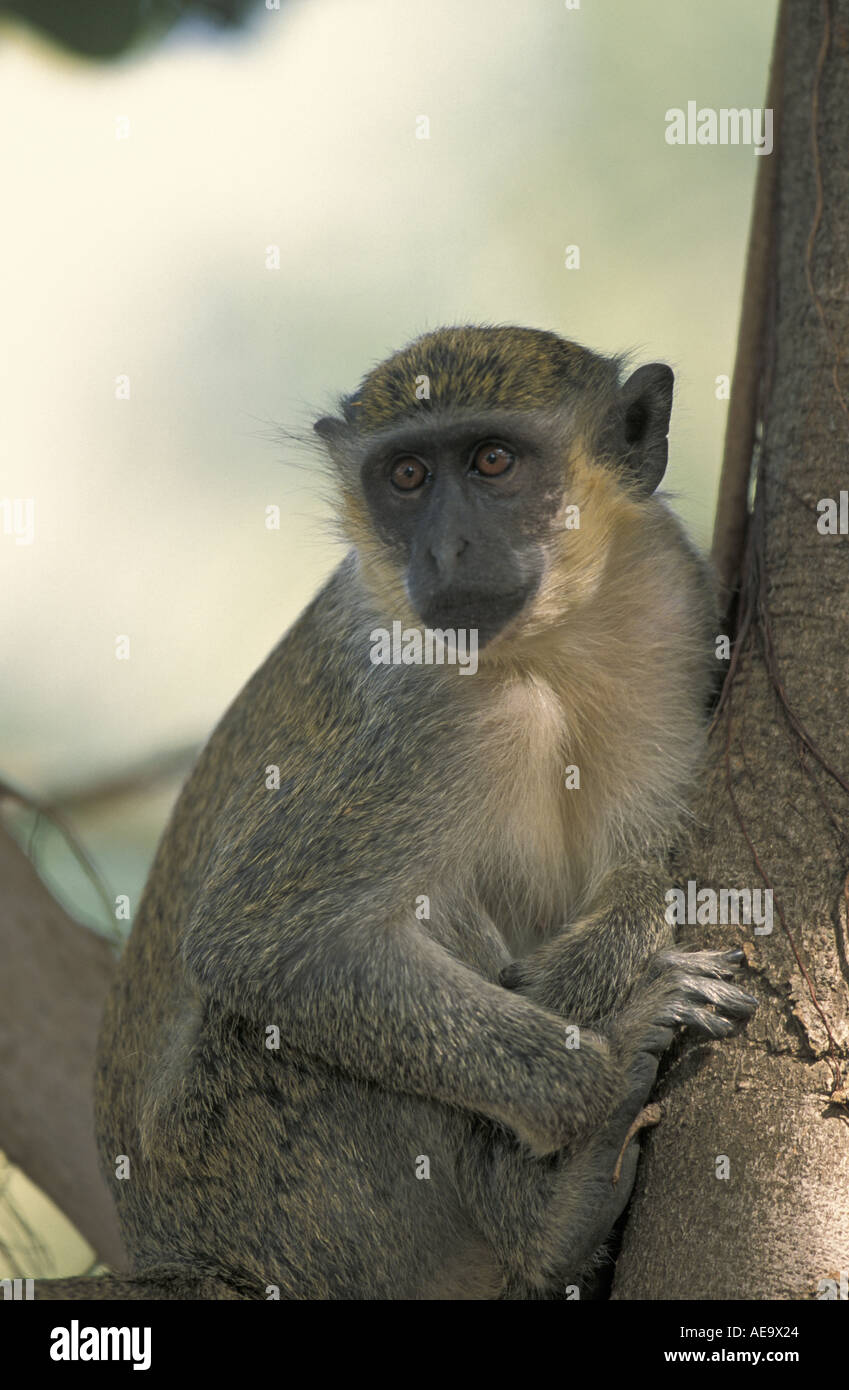 Green Vervet Monkey sitting on tree in The Gambia Stock Photo - Alamy