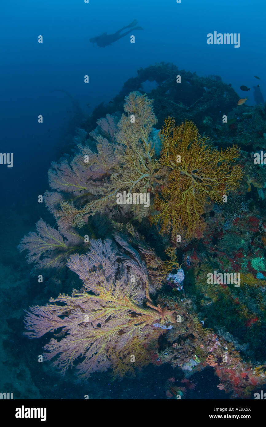 A diver floats above a coral festooned ship, sunk during World War II ...