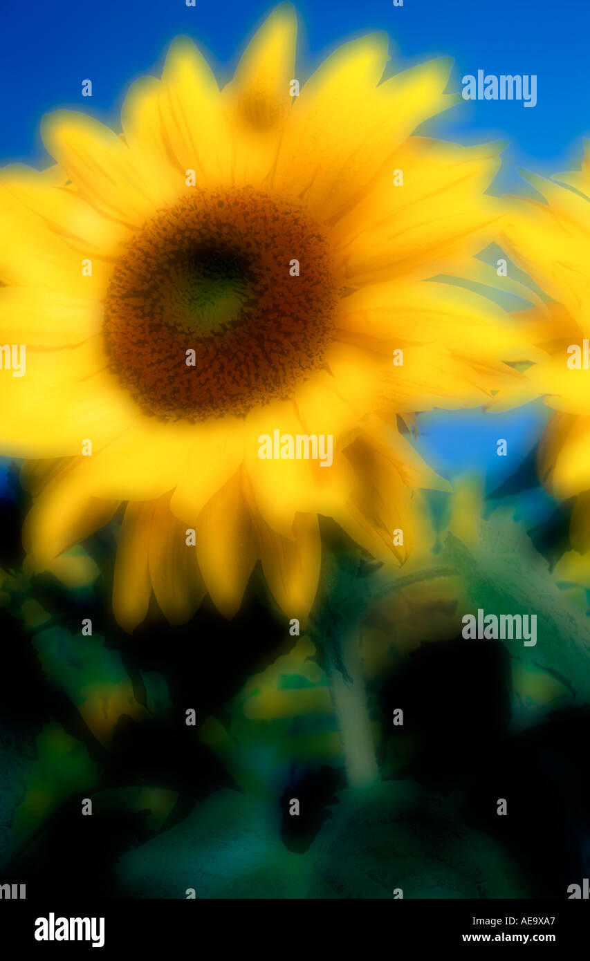 Single sunflower hi-res stock photography and images - Alamy
