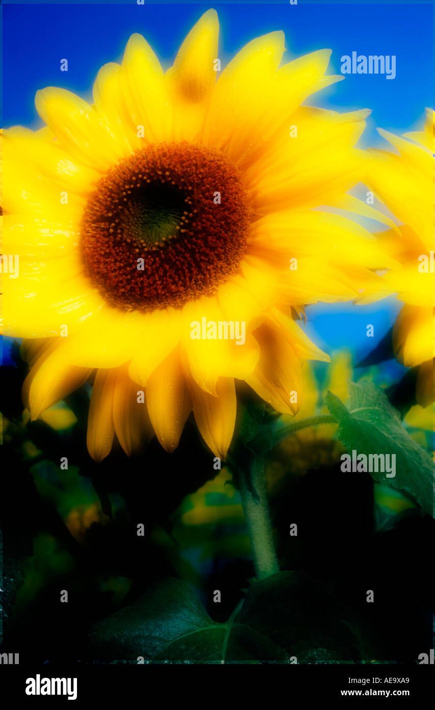 Single sunflower hi-res stock photography and images - Alamy
